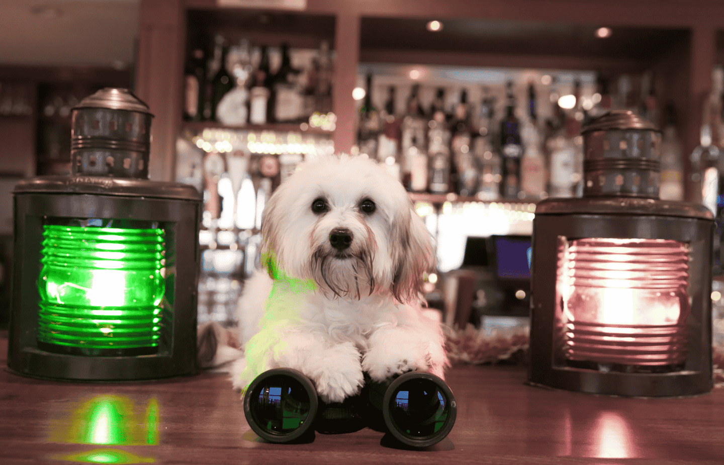 About Us - Dog Watch - Restaurant in CT