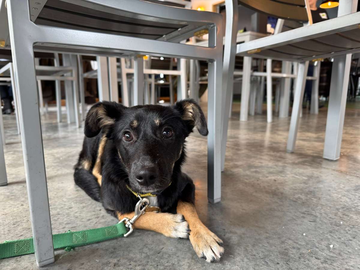 Dogs Of MDPG - Moondog Pub & Grub; Beers • Cheers • Eats & More