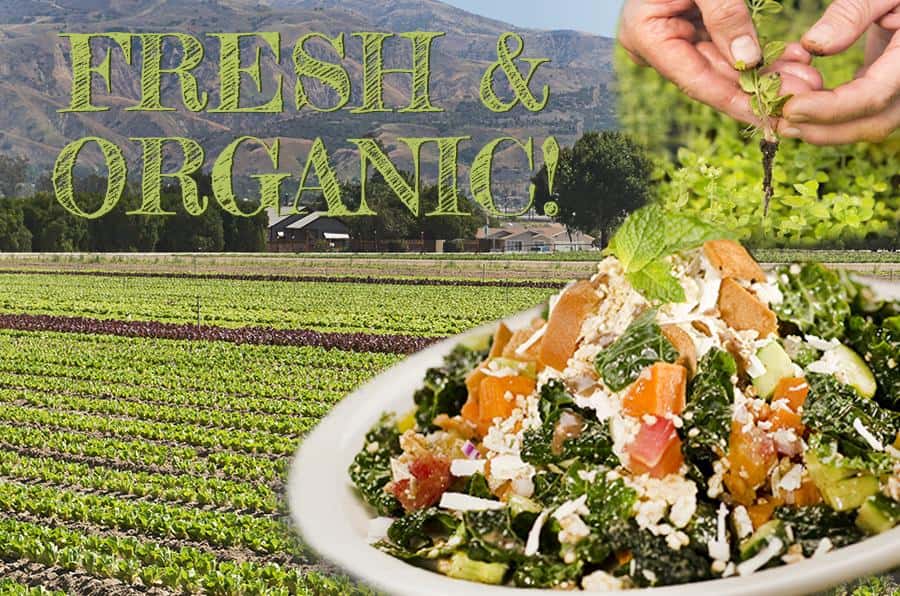 About Us - Urth Caffé - European-style café