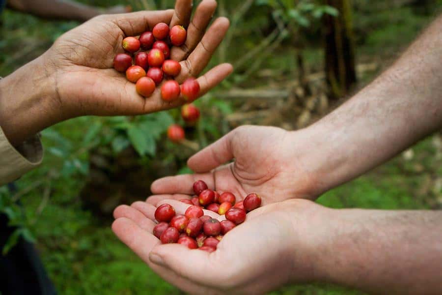 Organic Coffee - Urth Caffé - European-style café