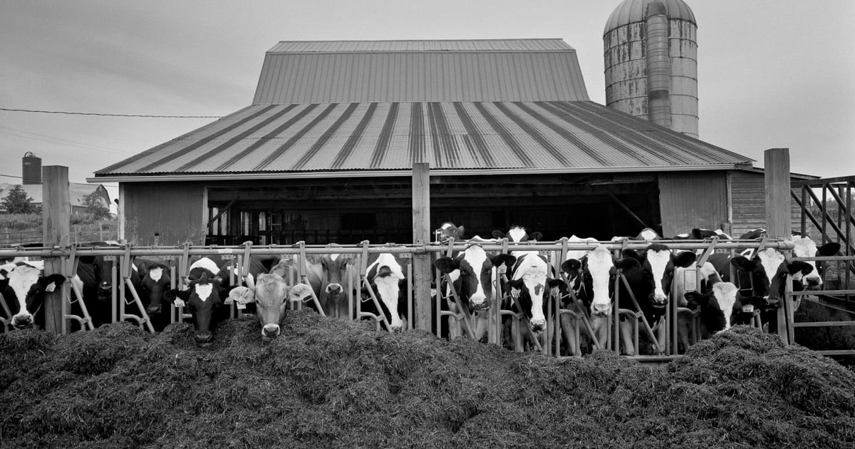 Cowmunity The Sailing Cow American Restaurant In Dennisport MA