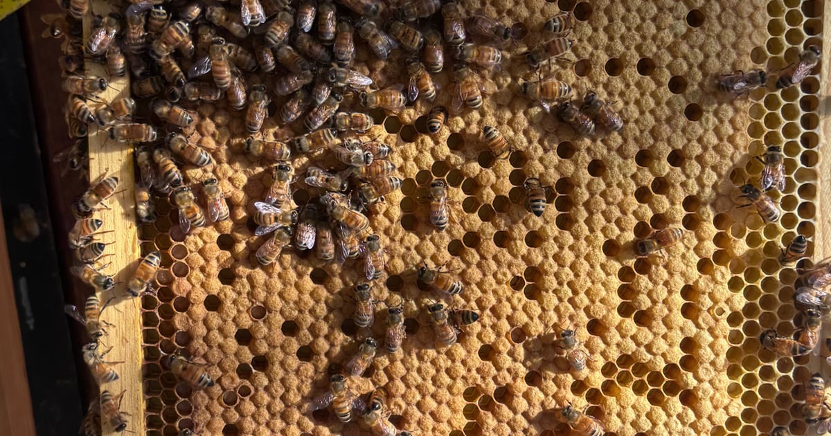 Santa Barbara Hives
