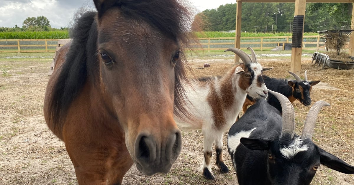 Barnyard Animals - Historic Greenbrier Farms