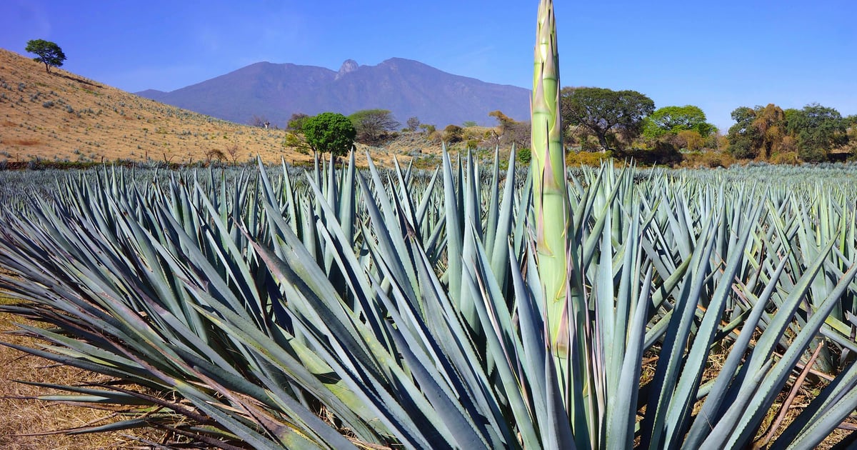 Agave Spirits - Bone Garden Cantina – Authentic Mexican & Agave Spirits ...