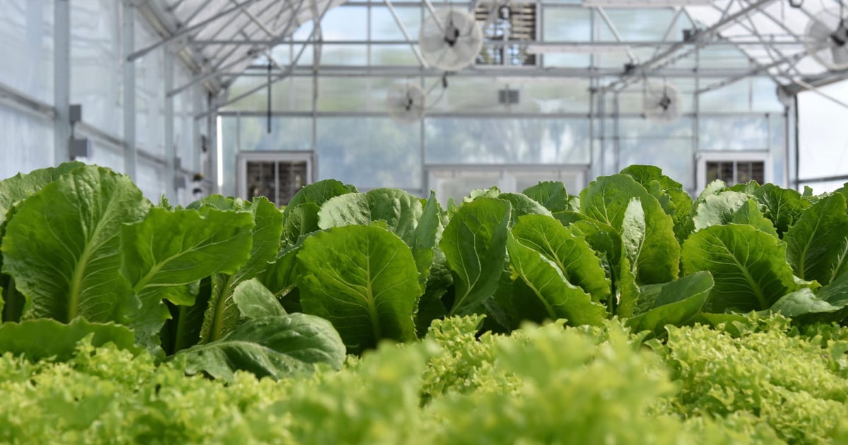 Coastal Farming - Fat Beet Farm Kitchen and Bakery - Cafe in Tampa, FL