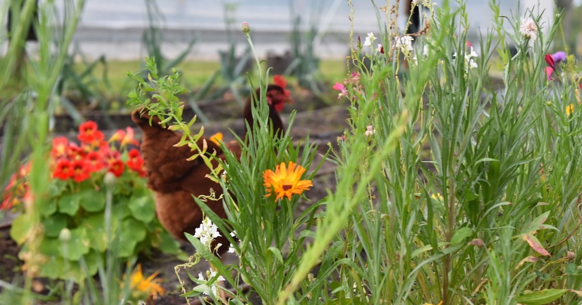 Volunteer - Fat Beet Farm Kitchen and Bakery - Cafe in Tampa, FL