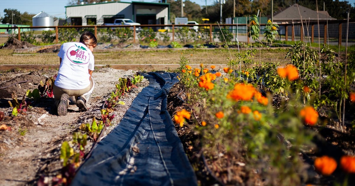Opportunities - Fat Beet Farm Kitchen and Bakery - Cafe in Tampa, FL