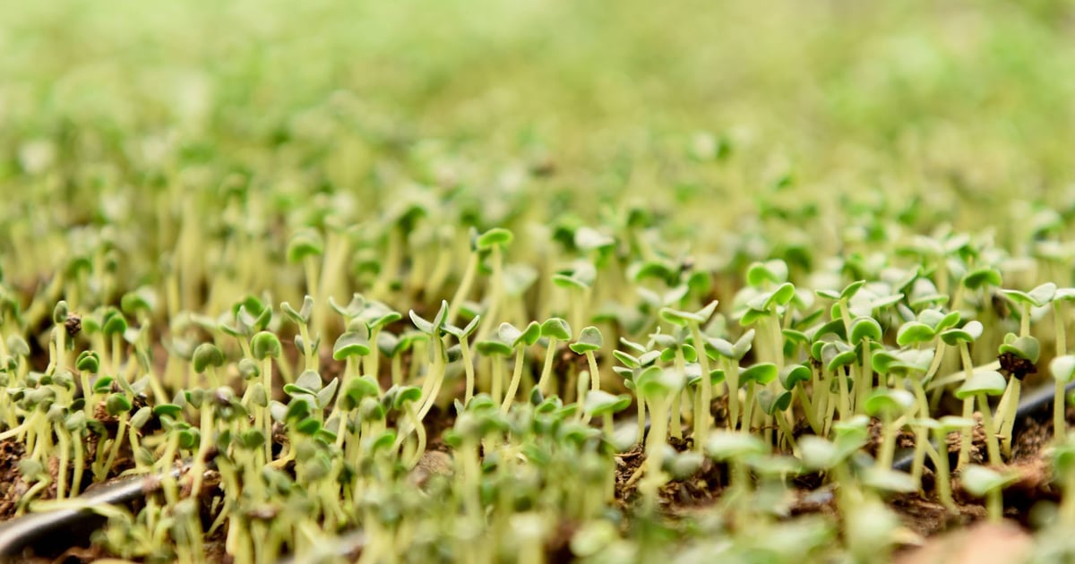 Educational Tours - Fat Beet Farm Kitchen and Bakery - Cafe in Tampa, FL
