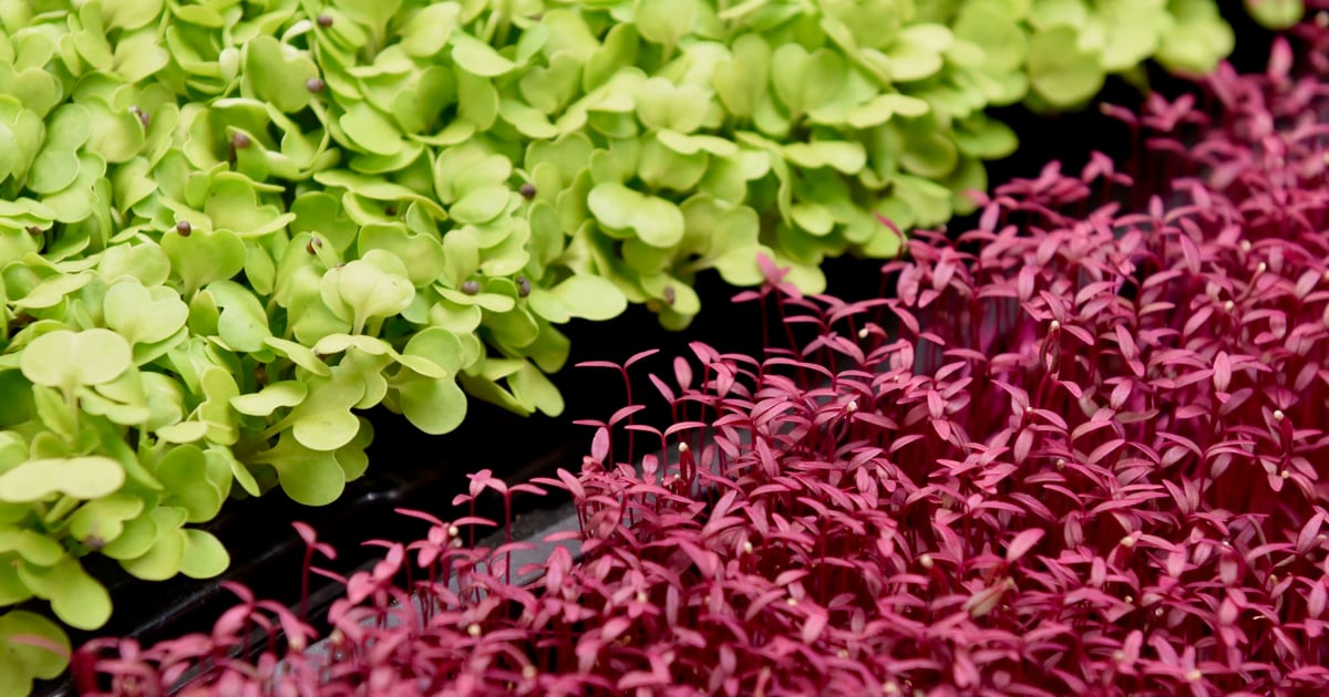 Order Food - Fat Beet Farm Kitchen and Bakery - Cafe in Tampa, FL