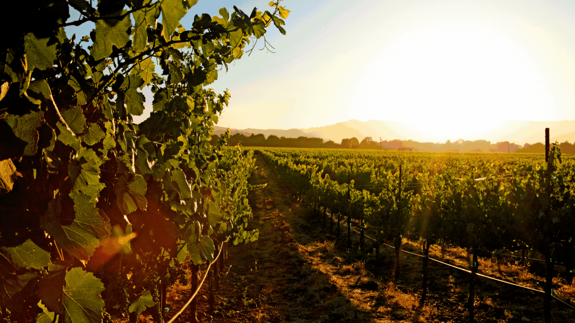 Raventos Wine Dinner - Cece's Roland Park - Continental European ...