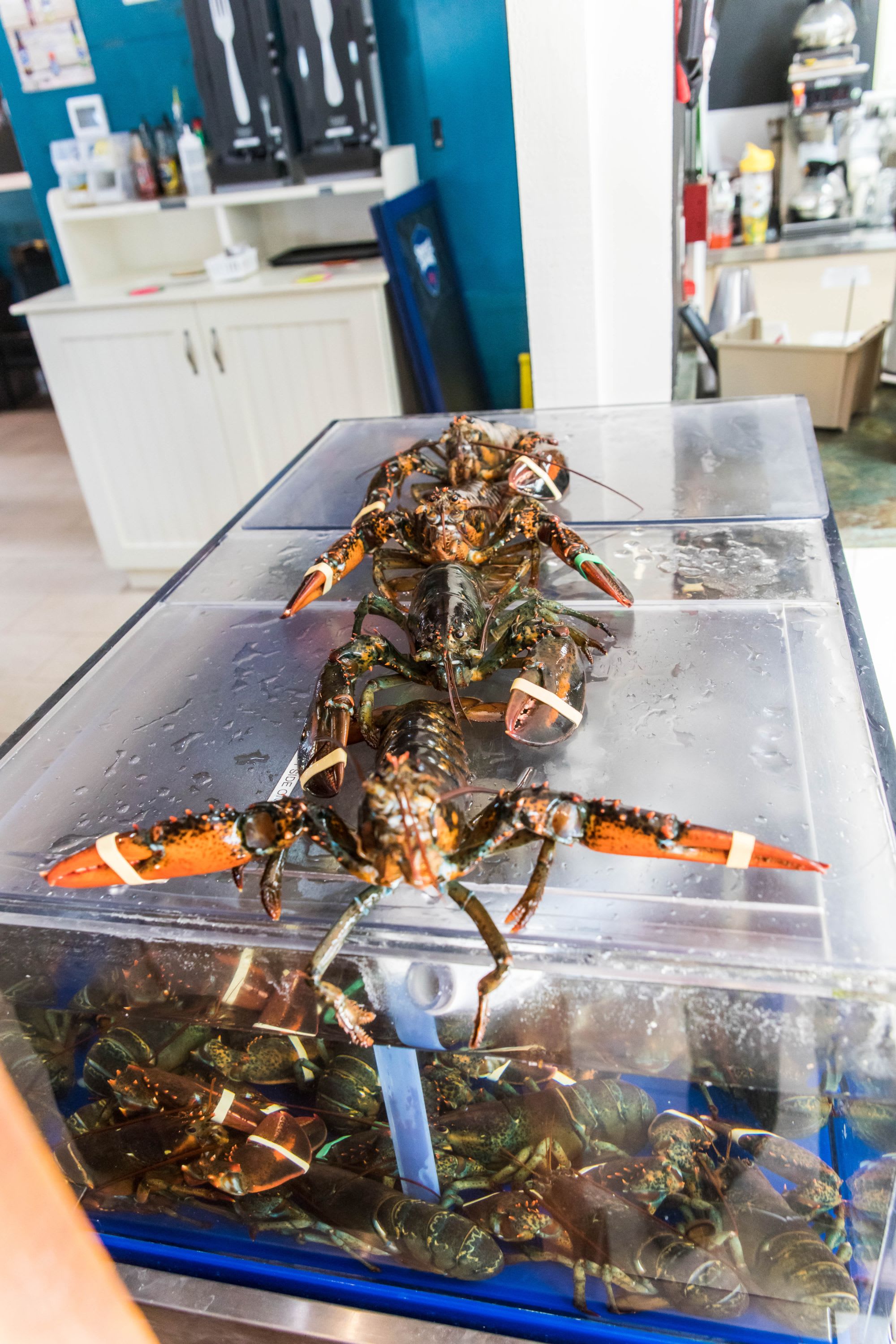 Live Lobsters In Tank